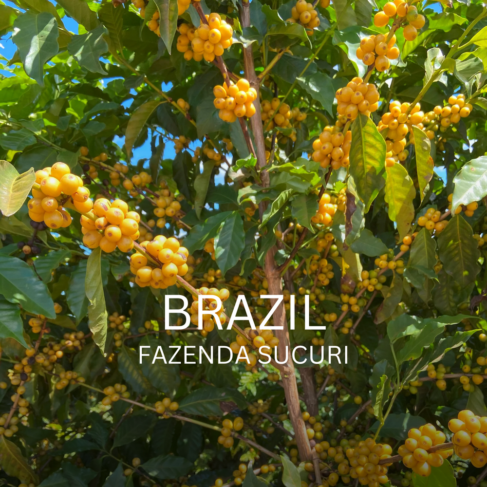 EARTH ROASTERY | SPECIALTY COFFEE